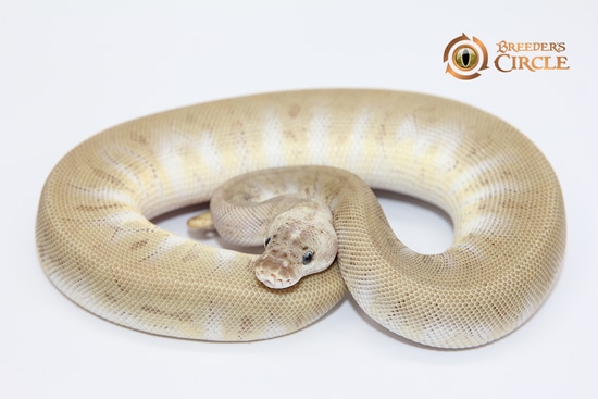 Ghi Hidden Gene Woma Granite Pastave Clown Poss Yellowbelly Ball Python ...