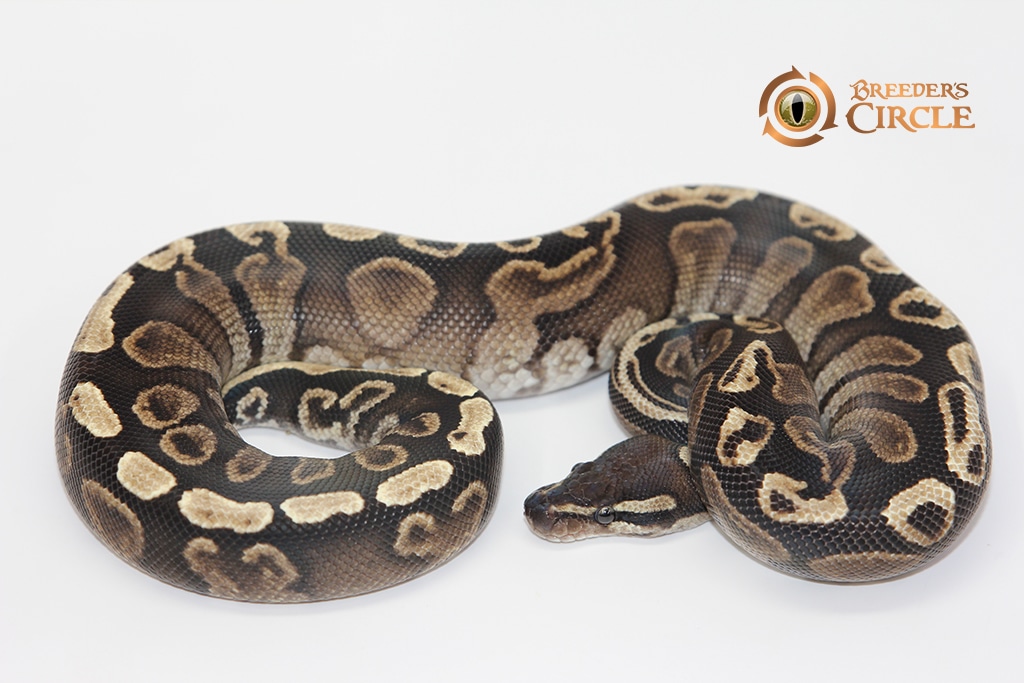 Ghi Mystic 50% Het Clown Ball Python by Breeder's Circle - MorphMarket