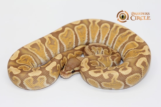 Ghi Ultramel Ball Python by Breeder's Circle