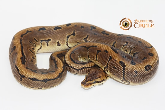 Leopard Pinstripe Poss Chocolate Ball Python by Breeder's Circle