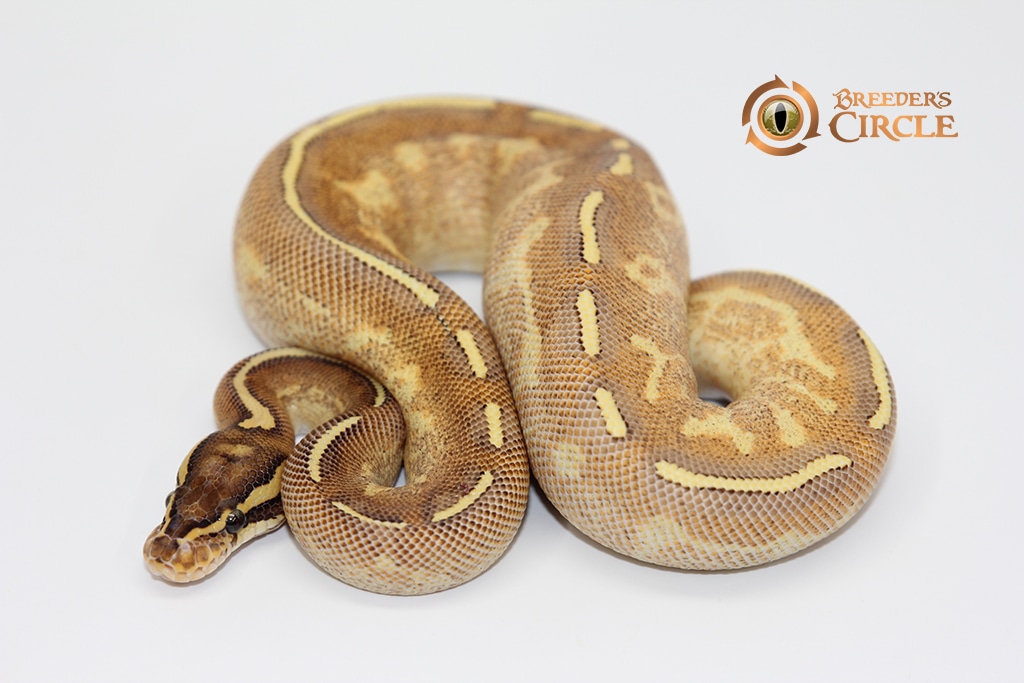 Mardi Gras Poss Chocolate Ball Python by Breeder's Circle - MorphMarket