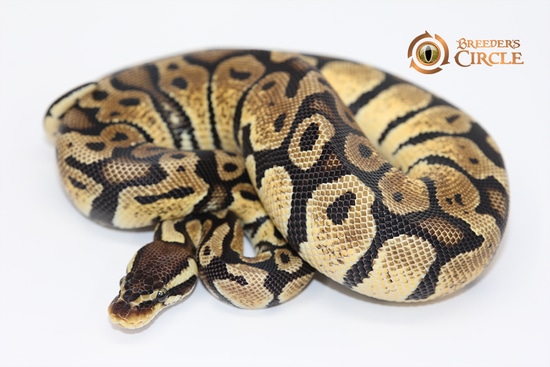 Pastel 100% Het Ultramel Ball Python by Breeder's Circle
