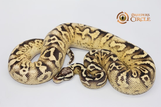Pastel Asphalt Gravel Ball Python by Breeder's Circle