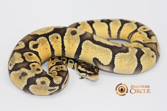 Pastel Enchi Ball Python by Breeder's Circle