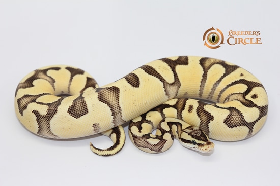 Pastel Enchi Fire Or Vanilla Ball Python by Breeder's Circle
