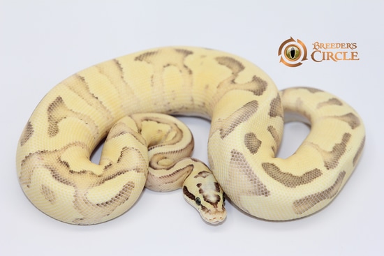 Pastel Enchi Vanilla Cream Ball Python by Breeder's Circle