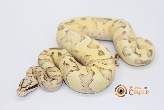 Pastel Enchi Vanilla Cream Ball Python by Breeder's Circle