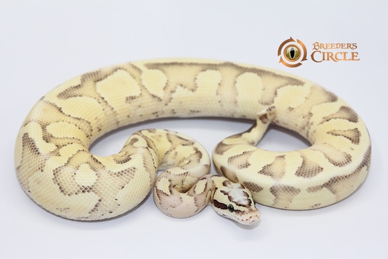 Pastel Enchi Vanilla Cream Ball Python by Breeder's Circle