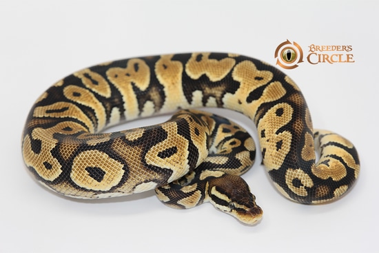 Pastel Ball Python by Breeder's Circle