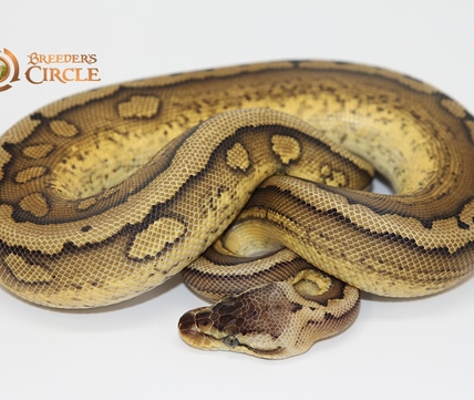 Breeder's Circle - MorphMarket