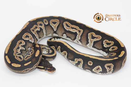 Phantom 100% Het Ultramel Ball Python by Breeder's Circle