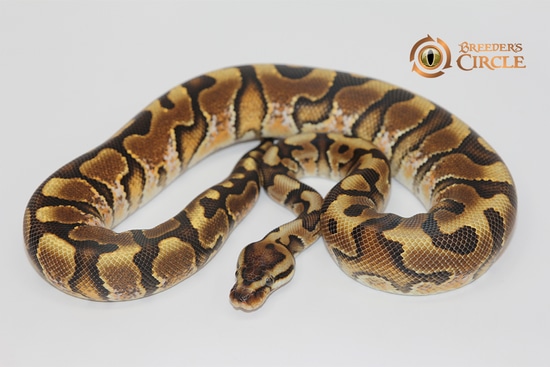 Super Crimson Hidden Gene Woma Granite Yellowbelly Ball Python by ...