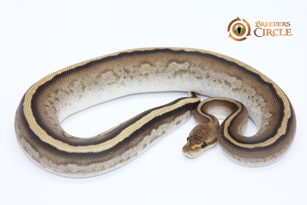 Super Cypress Poss Redstripe Ball Python by Breeder's Circle - MorphMarket