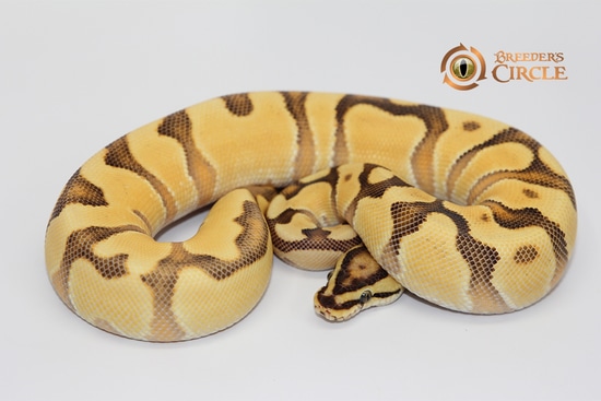 Super Orange Dream Enchi Vanilla 100% Het Clown Ball Python by Breeder ...