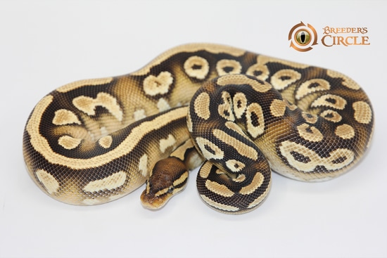 Super Orange Dream Phantom Yellowbelly Ball Python by Breeder's Circle