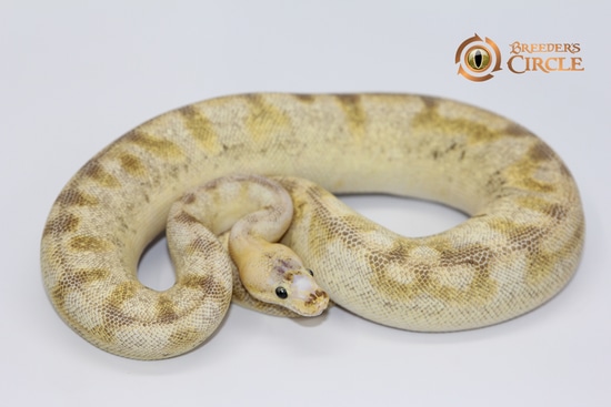 Super Pastel Champagne Scaleless Head Poss Yellowbelly Ball Python by ...