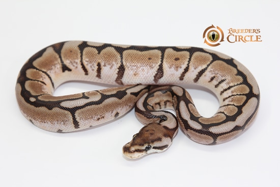 Cinnamon Spider 100% Het Ultramel Ball Python by Breeder's Circle