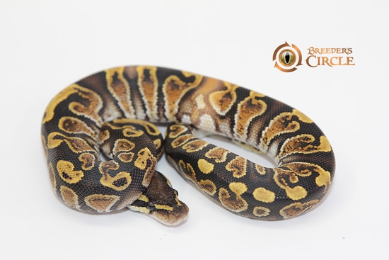 Ghi 100% Het Ultramel Ball Python by Breeder's Circle