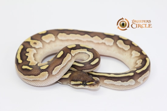 Lesser Cinnamon Calico 100% Het Ultramel Ball Python by Breeder's Circle