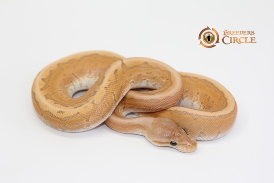 Ultramel Cinnamon Pinstripe Ball Python by Breeder's Circle