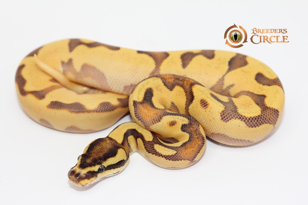 Enchi Fire Orange Dream 100% Het Pied 50% Het Paint Poss Yellowbelly ...