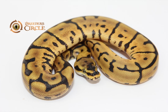 Leopard Spider Yellowbelly 100% Het Ultramel Ball Python by Breeder's Circle