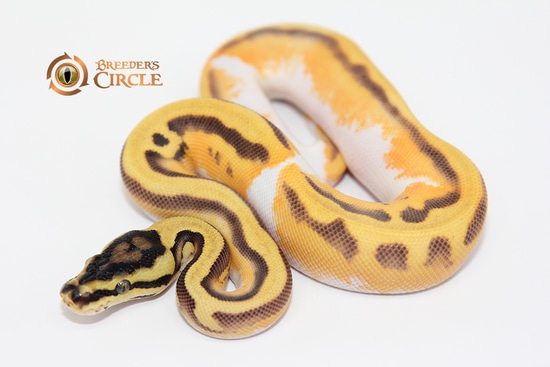 Pastel Orange Dream Enchi Yellowbelly Pied 50% Het Paint Poss Fire Ball ...