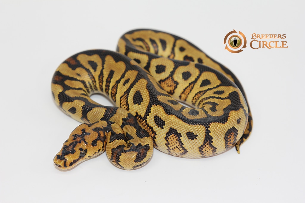 Spotnose Clown Ball Python by Breeder's Circle - MorphMarket