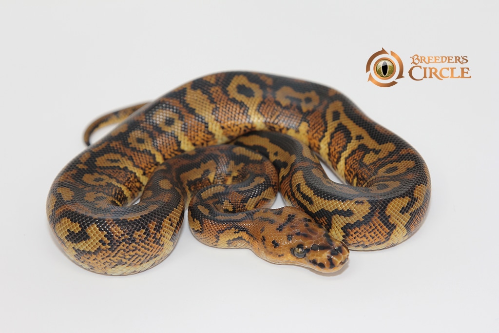 Stranger Spotnose Clown Ball Python by Breeder's Circle - MorphMarket