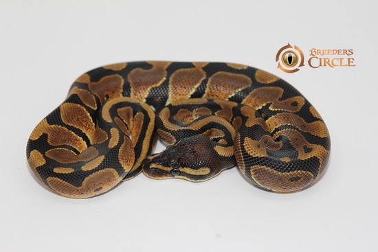 66% Double Het Ultramel Desert Ghost Ball Python by Breeder's Circle