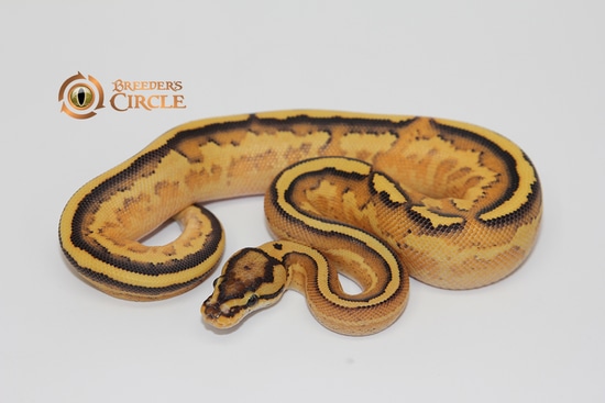 Orange Dream Leopard Specter Spark Ball Python by Breeder's Circle