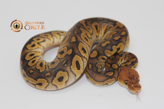 Mahogany Ghi Yellowbelly Clown Ball Python by Breeder's Circle