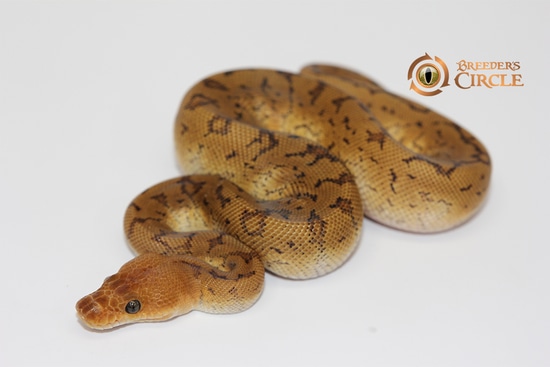 Pinstripe Mahogany Clown Ball Python by Breeder's Circle
