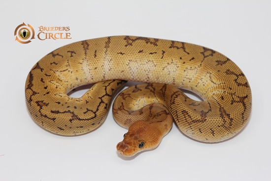 Pinstripe Redstripe Mahogany Clown Ball Python by Breeder's Circle