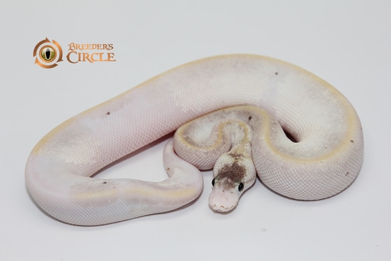 Bamboo Cinnamon Champagne Poss Asphalt Or Yellowbelly Ball Python by ...