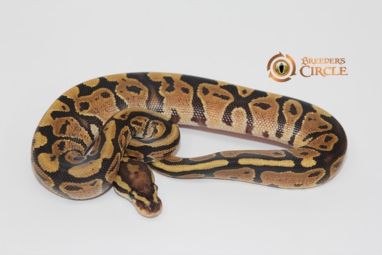 Fire Or Vanilla Ball Python by Breeder's Circle