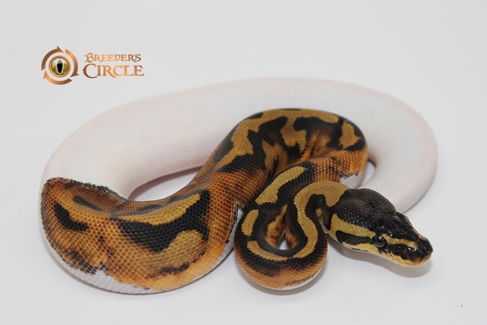Pied 100% Het Ultramel Ball Python by Breeder's Circle