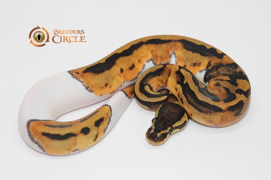 Pied 100% Het Ultramel Ball Python by Breeder's Circle
