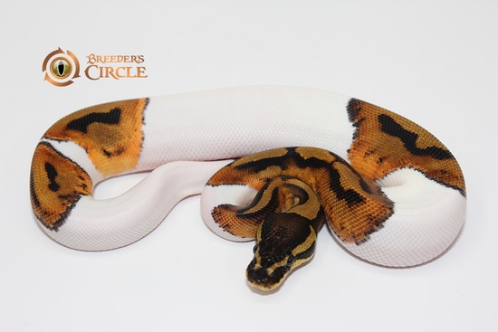 Pied 100% Het Ultramel Ball Python by Breeder's Circle