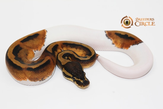 Pied 100% Het Ultramel Ball Python by Breeder's Circle