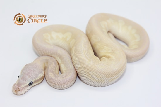 Crystal Poss Pastel Marvel Ball Python by Breeder's Circle