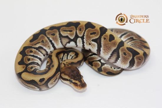 Hidden Gene Woma Granite Ball Python by Breeder's Circle