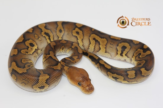 Mahogany Red Stripe Clown Ball Python by Breeder's Circle