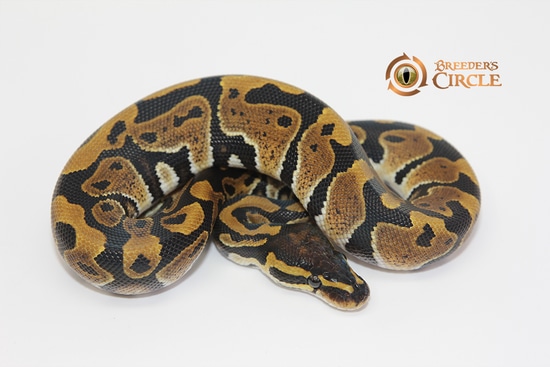 Normal Ball Python by Breeder's Circle
