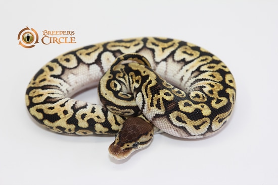 Pastel Hidden Gene Woma Granite Ball Python by Breeder's Circle