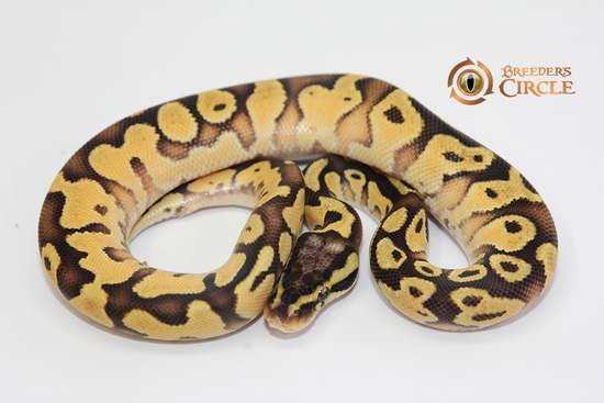 Pastel Special Poss Enchi 100% Het Pied Ball Python by Breeder's Circle