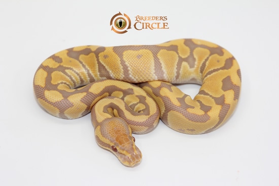 Caramel Albino Ultramel Poss Desert Ghost Ball Python by Breeder's Circle