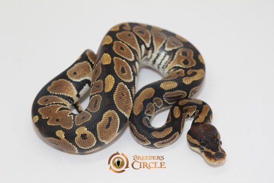 50% Het Paint Ball Python by Breeder's Circle