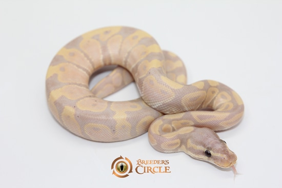 Banana Ball Python by Breeder's Circle