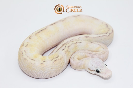 Citrus Pastel Puma 100% Het Clown Poss Pinstripe Ball Python by Breeder ...